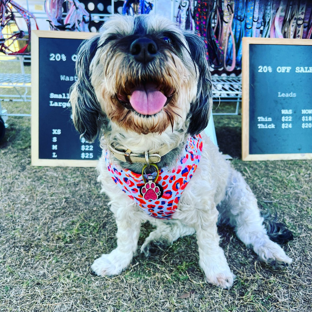 Sunset Safari - Harness – Pup Squad Quality Pet Accesories